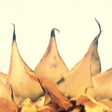 Robert M Pacey | Vancouver Artist