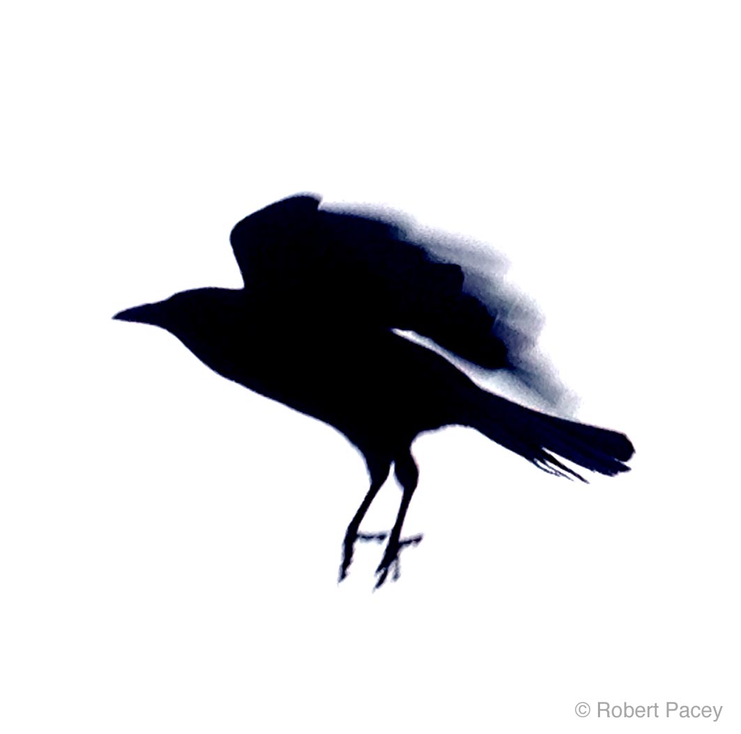 Robert M Pacey | Vancouver Artist